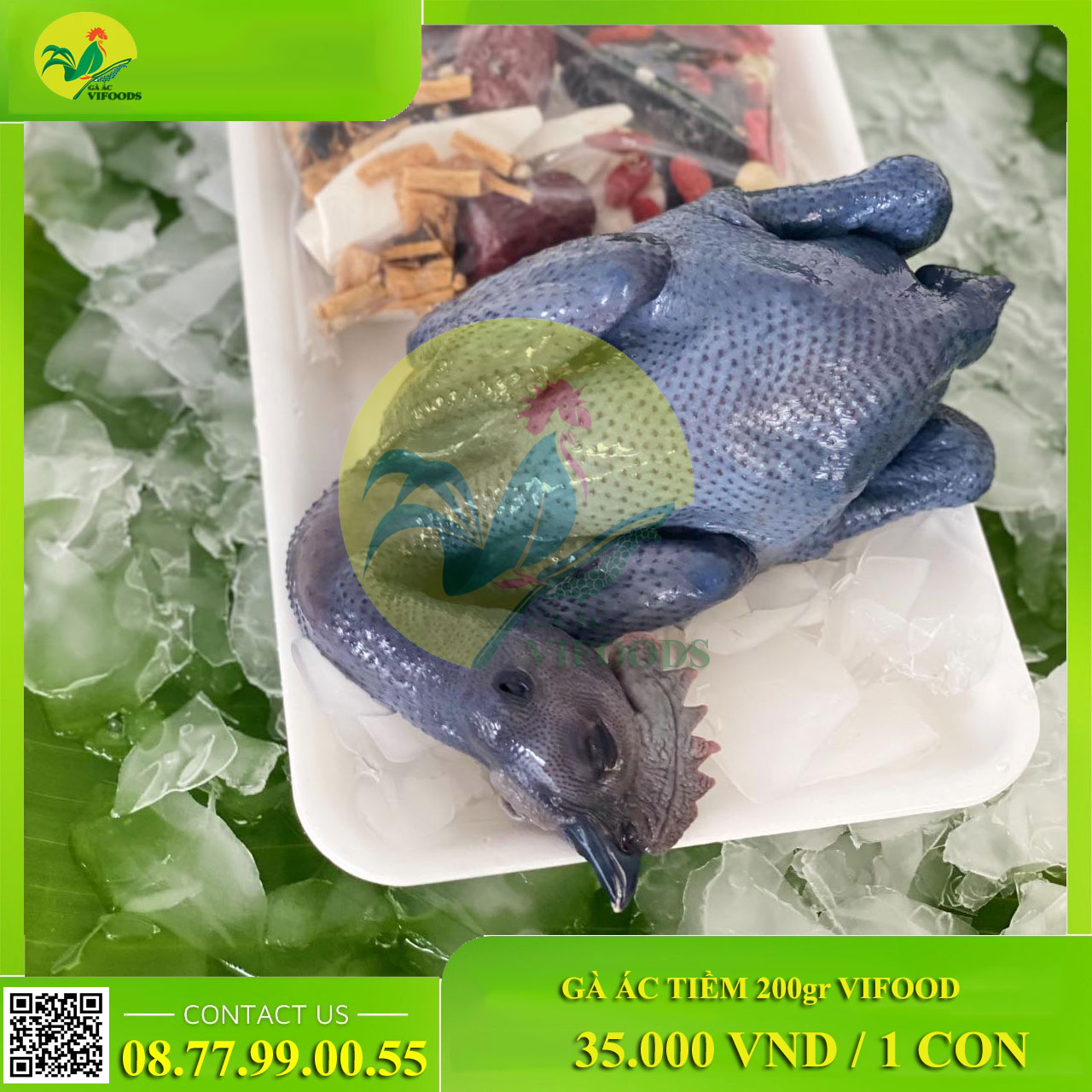 Trại gà chuyên cung cấp gà ác tiềm giá sỉ